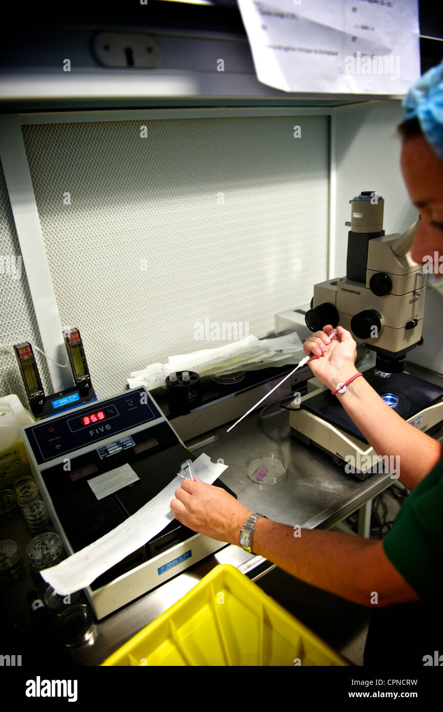 Embryos ivf hi-res stock photography and images - Alamy