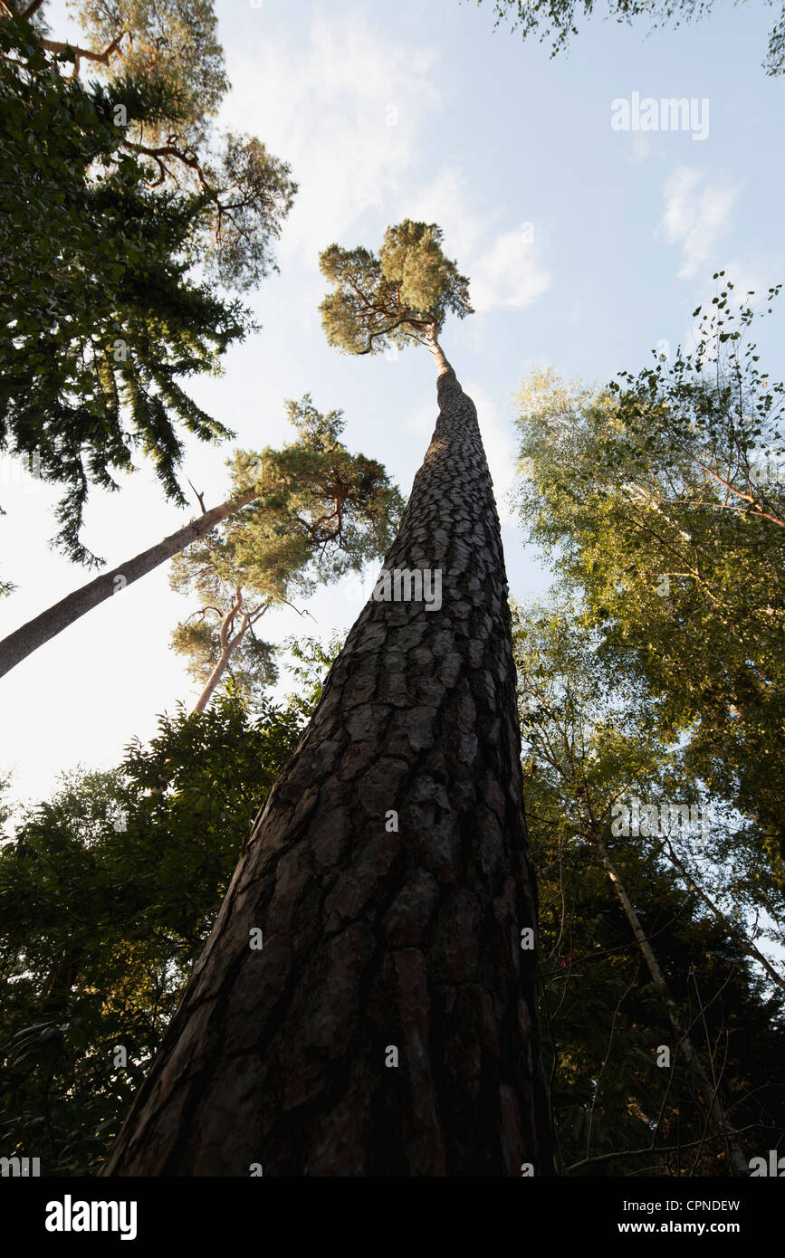 Tall tree, low angle view Stock Photo - Alamy