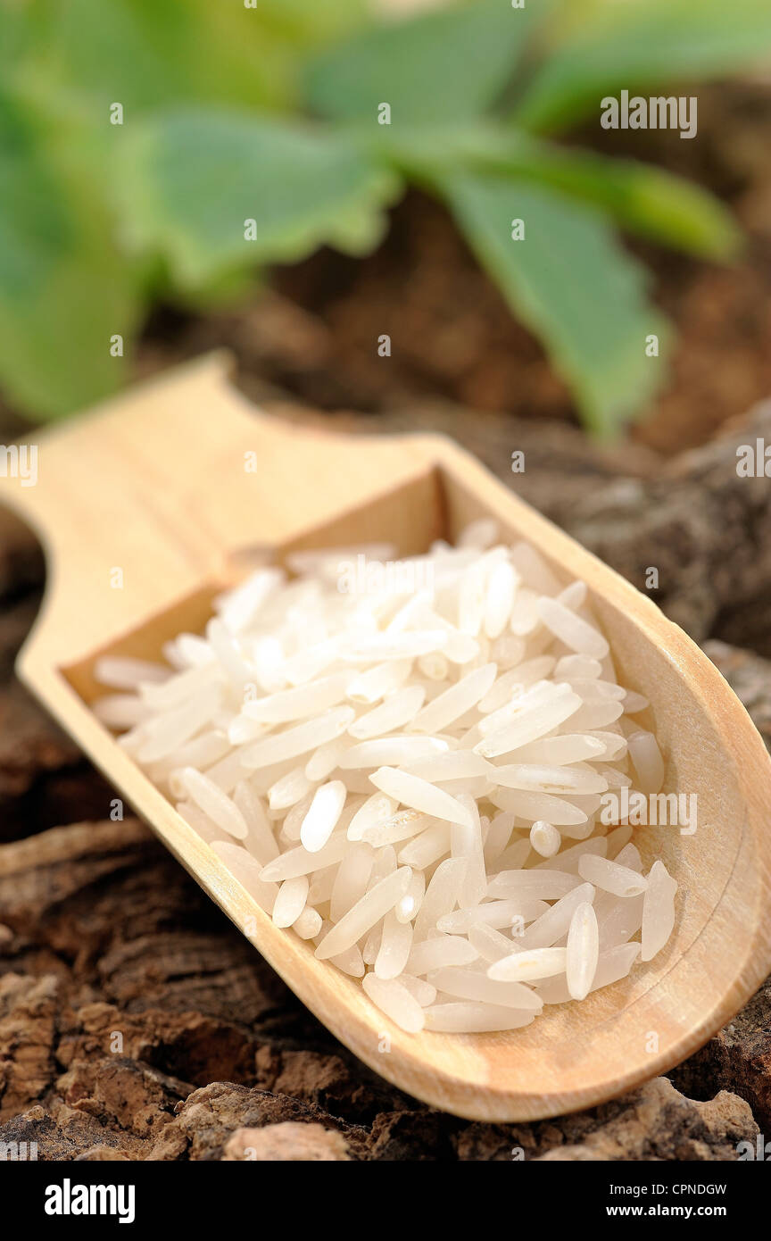 Starchy grains hi-res stock photography and images - Alamy