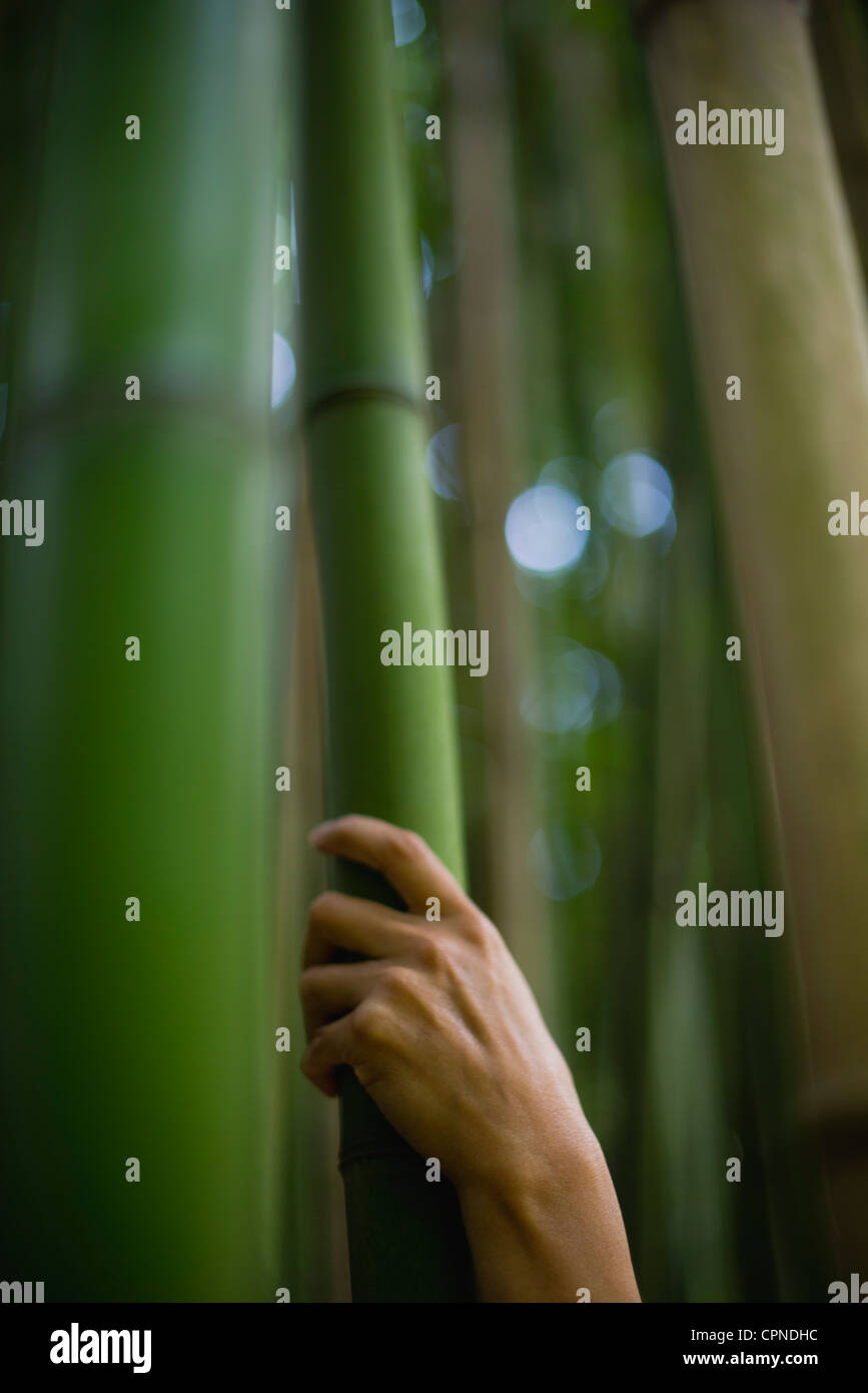 Hand touching bamboo Stock Photo - Alamy