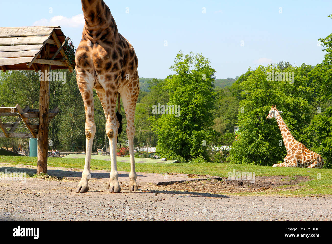Giraffe at West Midlands Safari Park, Worcestershire, England, UK Stock ...