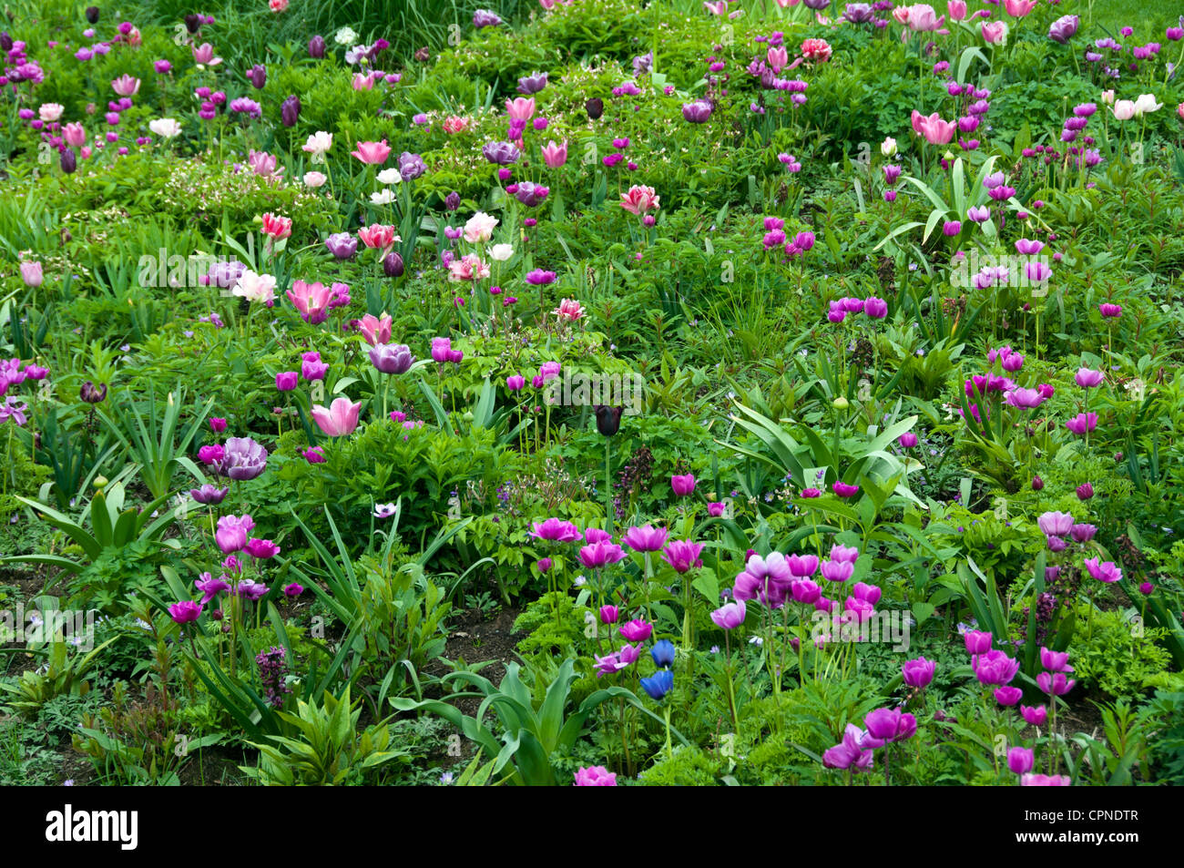 field with wild flowers on the floriade show in Holland Stock Photo - Alamy