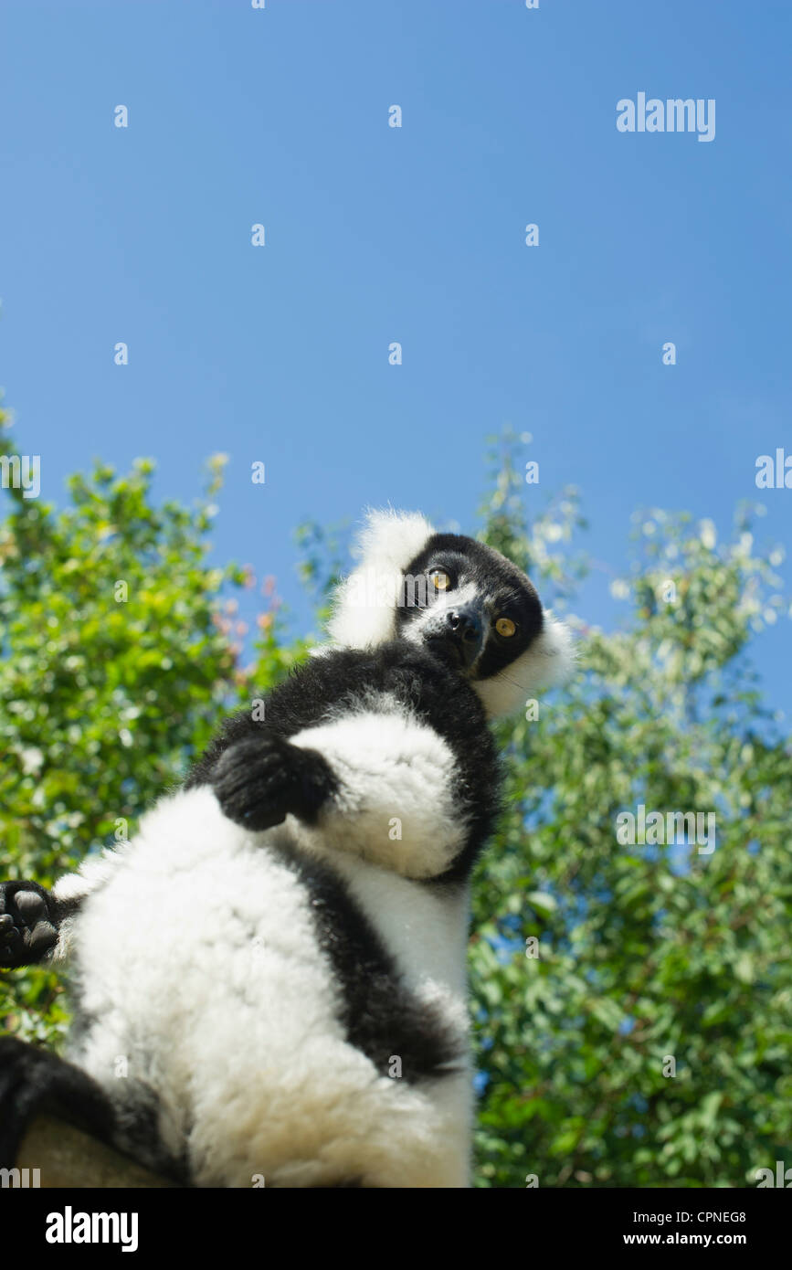 Black and white ruffed lemur (Varecia variegata Stock Photo - Alamy