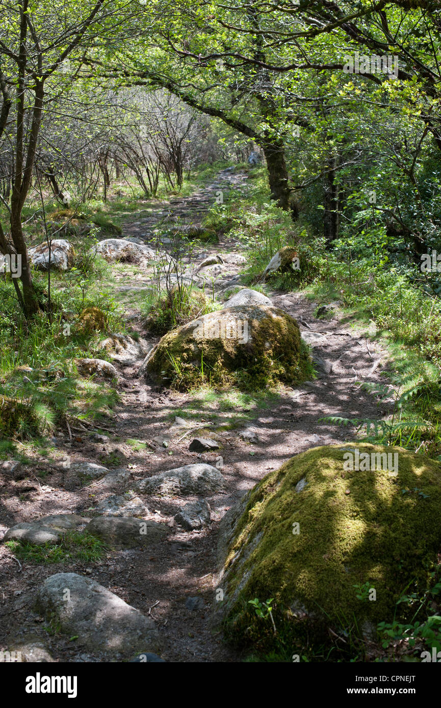 Devon woods hi-res stock photography and images - Alamy