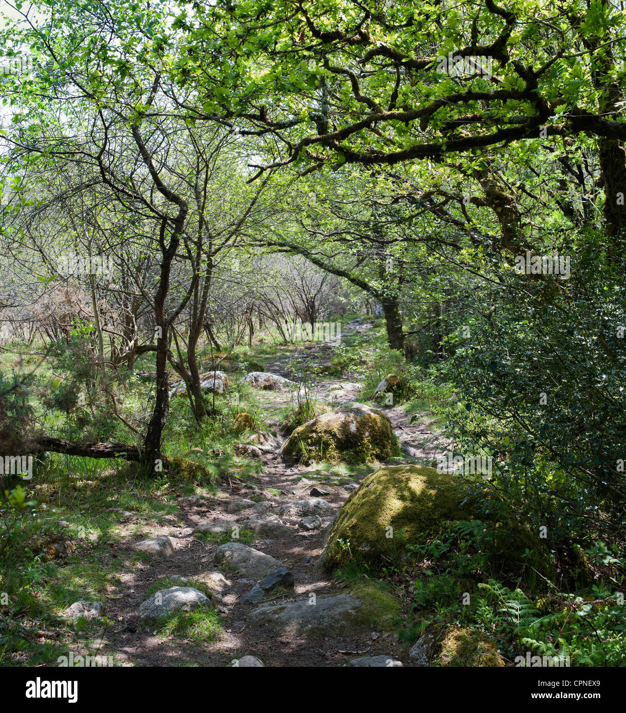 Oak and beech trees along the pathway next to the River Dart. Devon ...