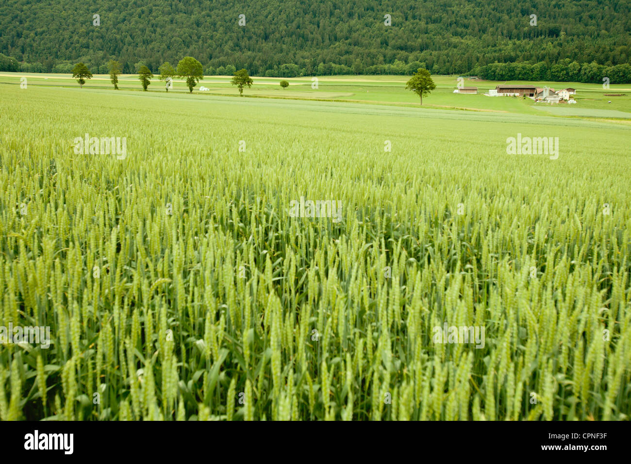 Growing wheats hi-res stock photography and images - Alamy