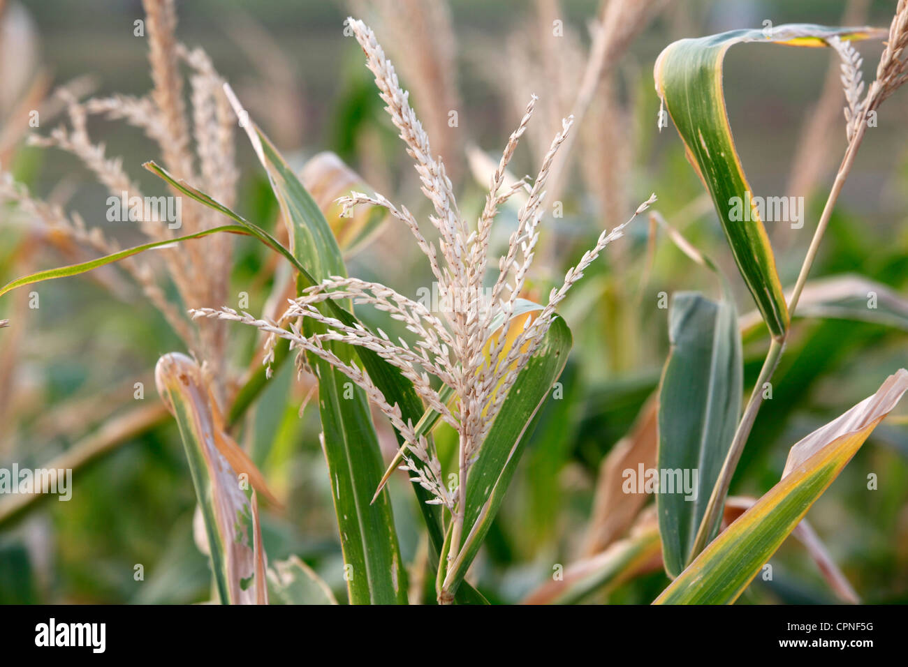 Corn field zoom hi-res stock photography and images - Alamy