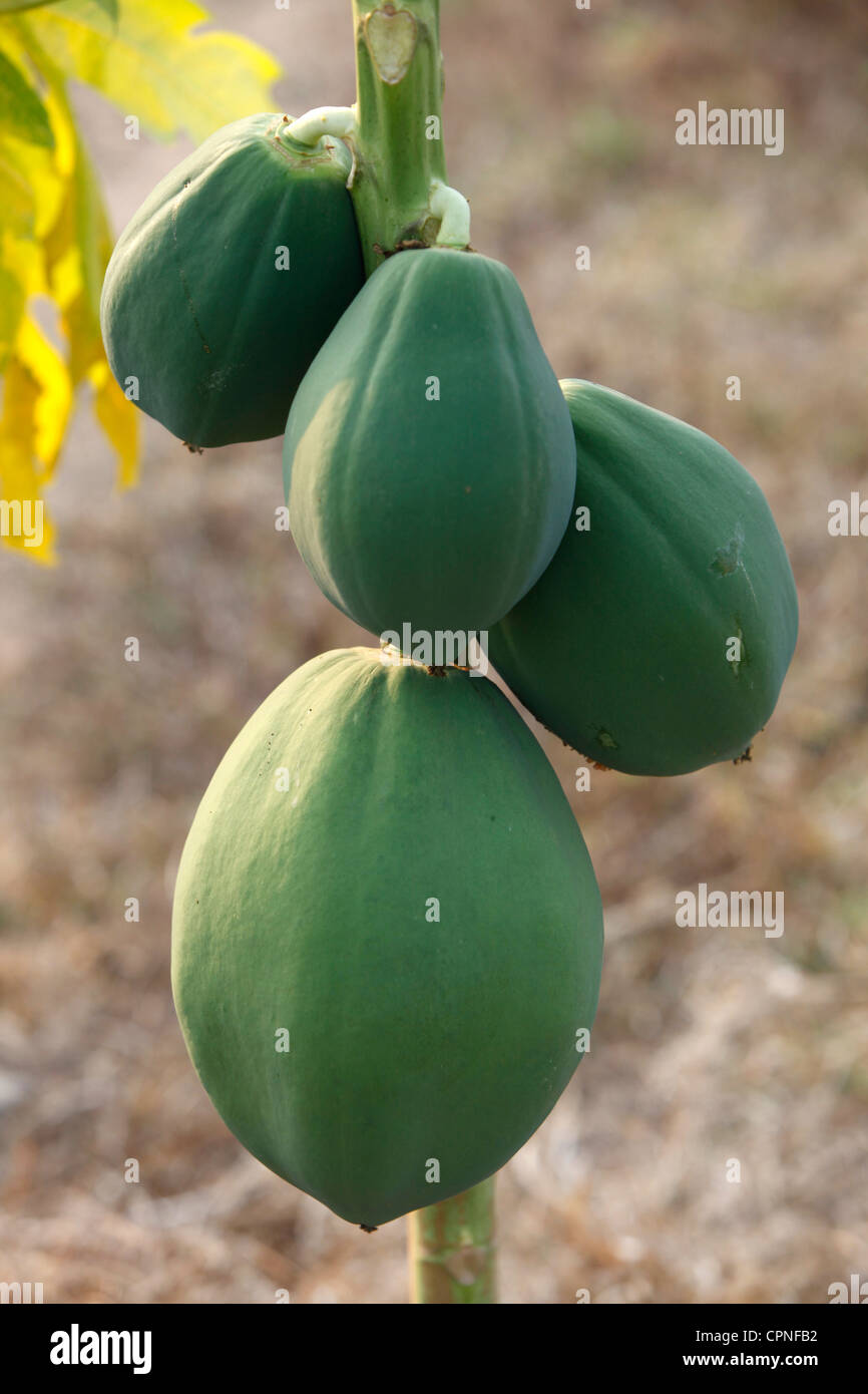 Papaya Tree High Resolution Stock Photography and Images - Alamy