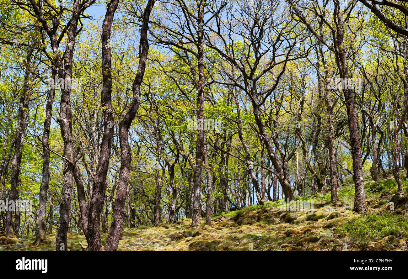 Oak and beech trees along the River Dart. Devon, England Stock Photo ...