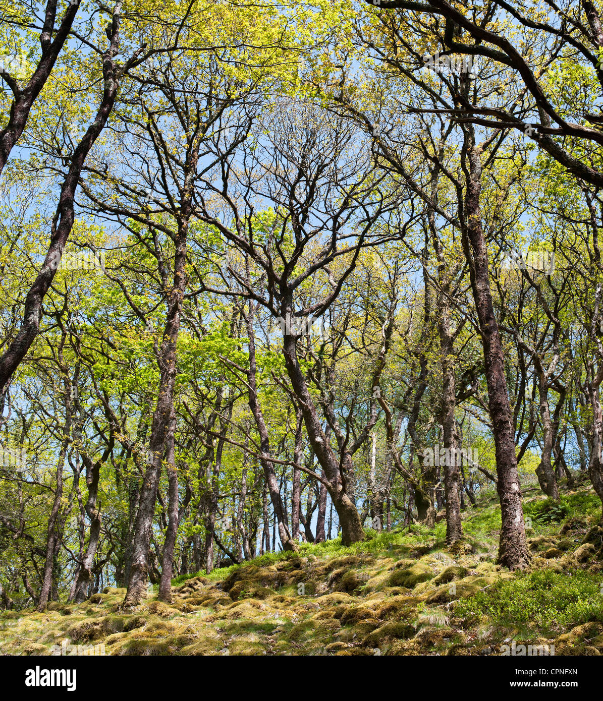 Oak and beech trees along the River Dart. Devon, England Stock Photo ...