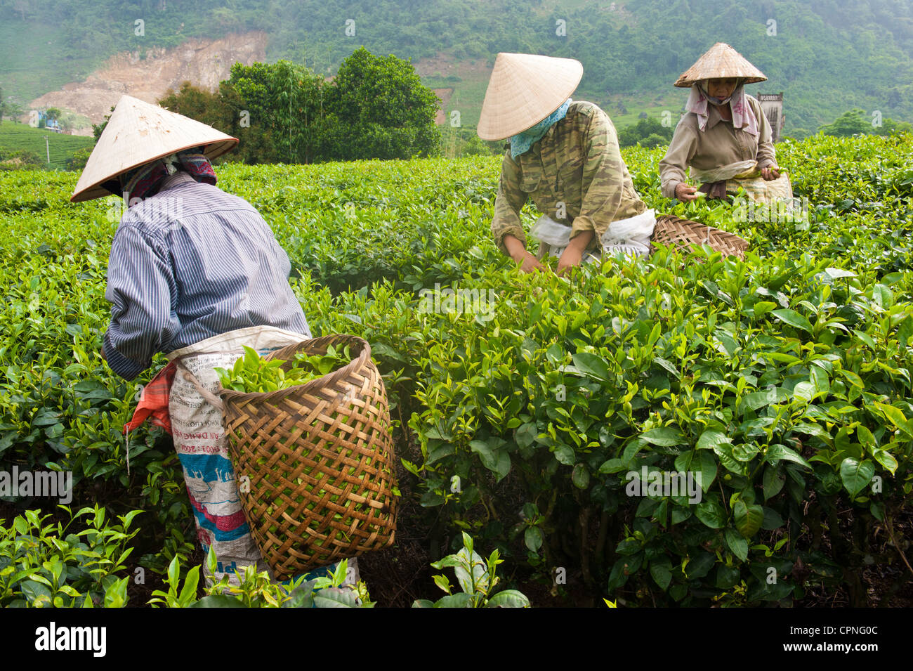 Lao tea hi-res stock photography and images - Alamy