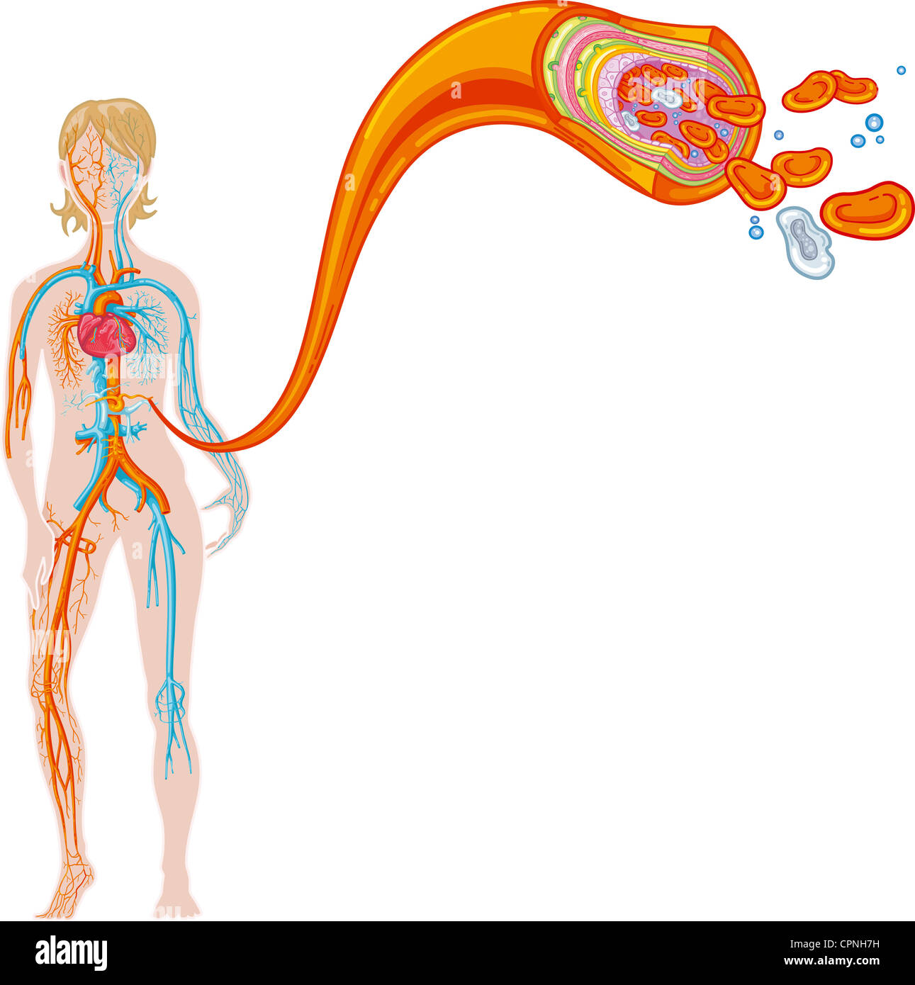 Blood flow hi-res stock photography and images - Alamy