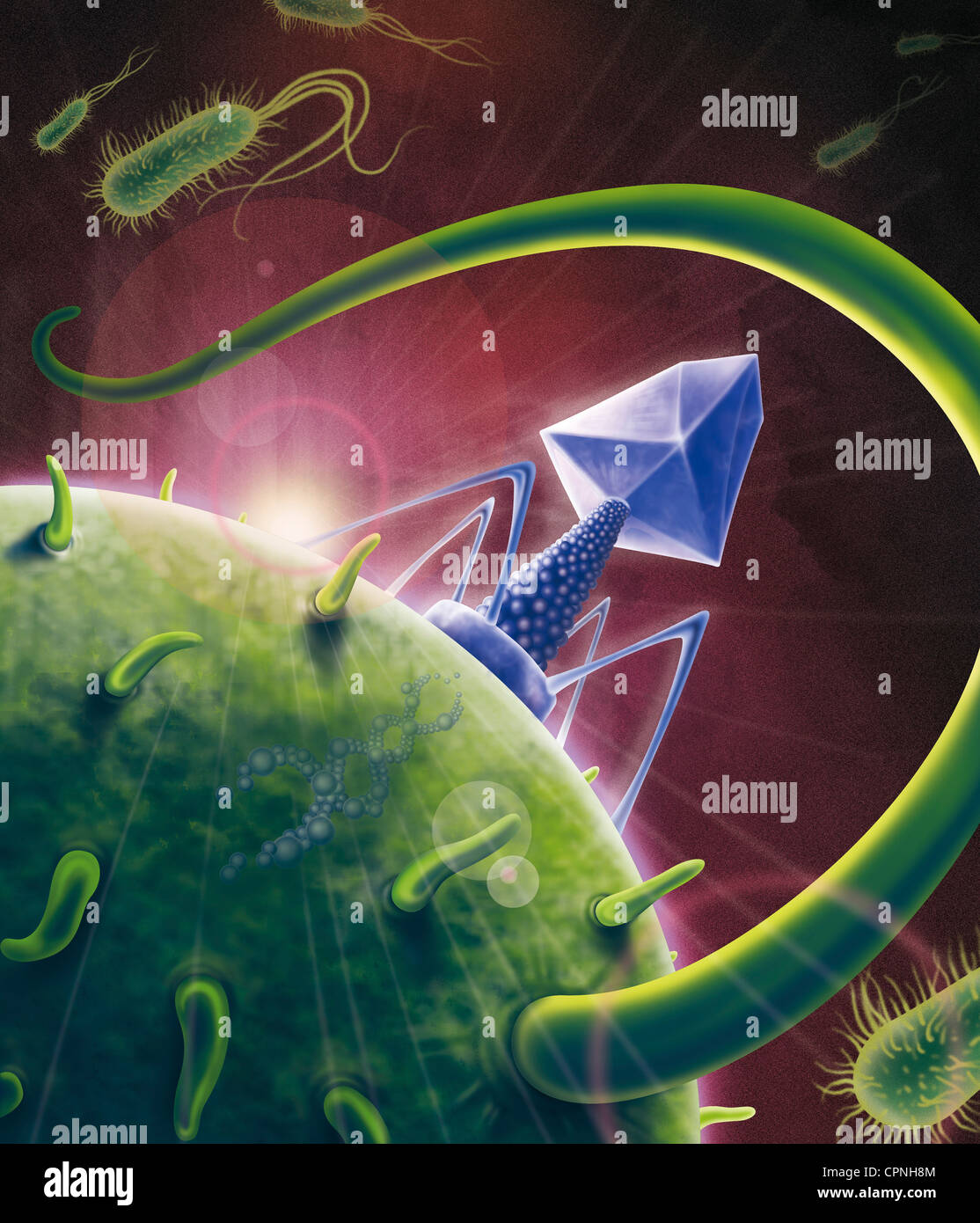 Bacteriophages hi-res stock photography and images - Alamy