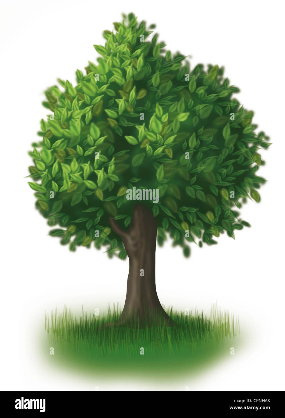 Leafy shrub hi-res stock photography and images - Alamy