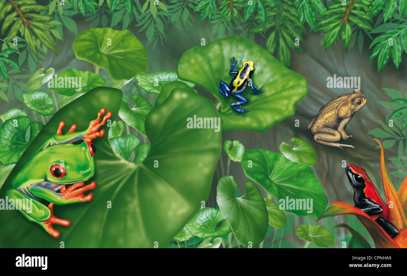 Tree frog artwork hi-res stock photography and images - Alamy