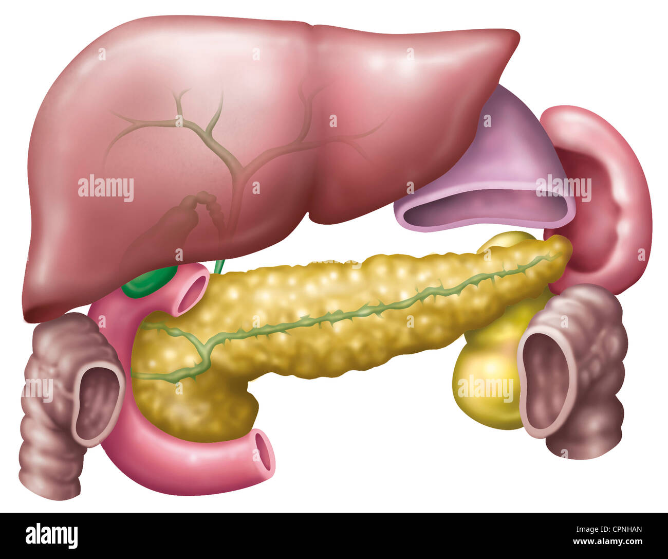 Liver bile ducts hi-res stock photography and images - Alamy