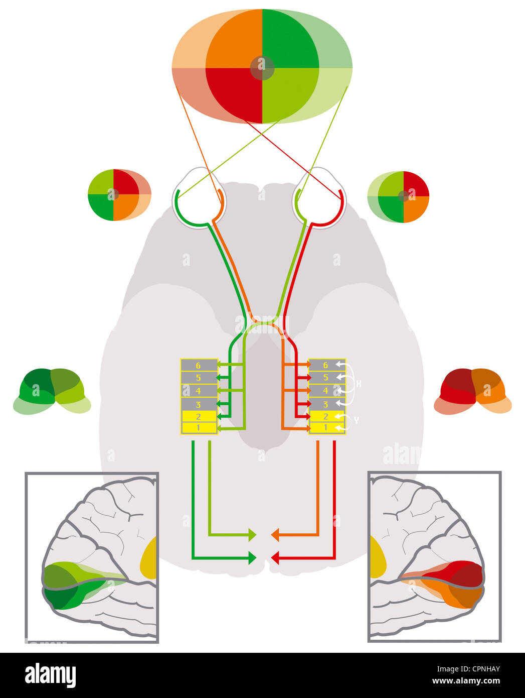 FIELD OF VISION Stock Photo - Alamy