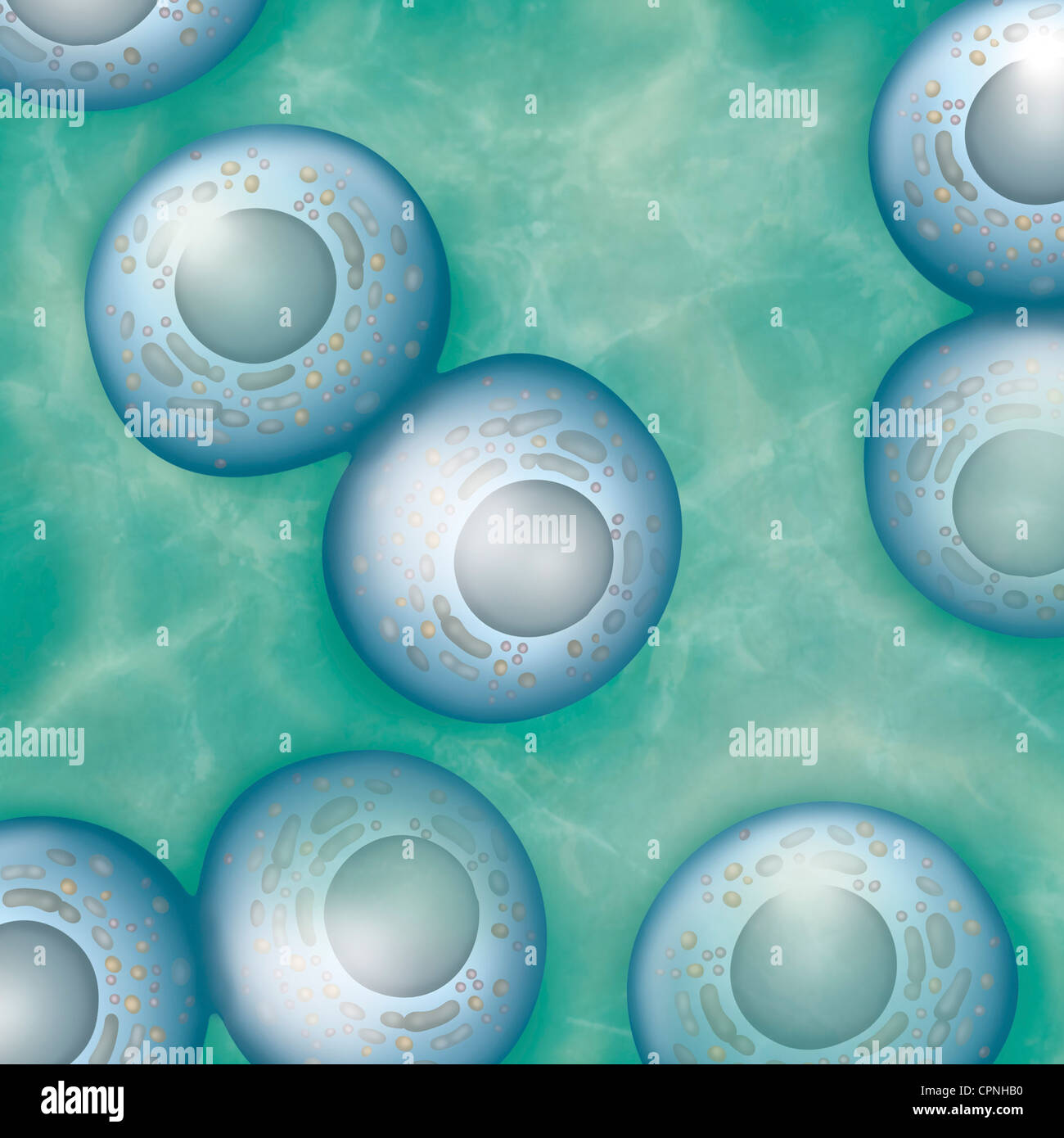 Mitosis hi-res stock photography and images - Alamy