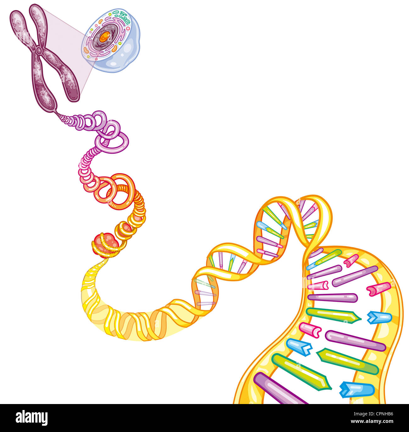 Dna compaction and histones hi-res stock photography and images - Alamy