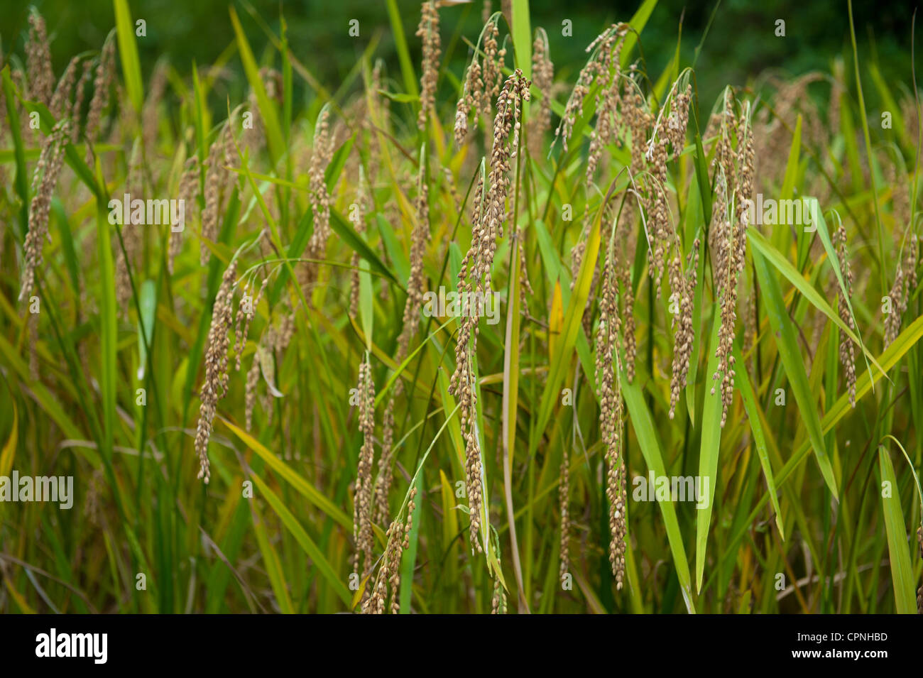 Vietnam rice hi-res stock photography and images - Alamy