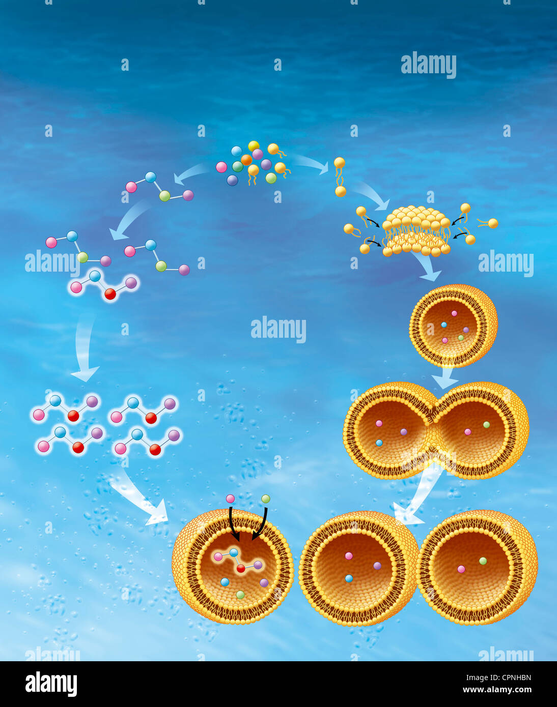 Cell cycle hi-res stock photography and images - Alamy