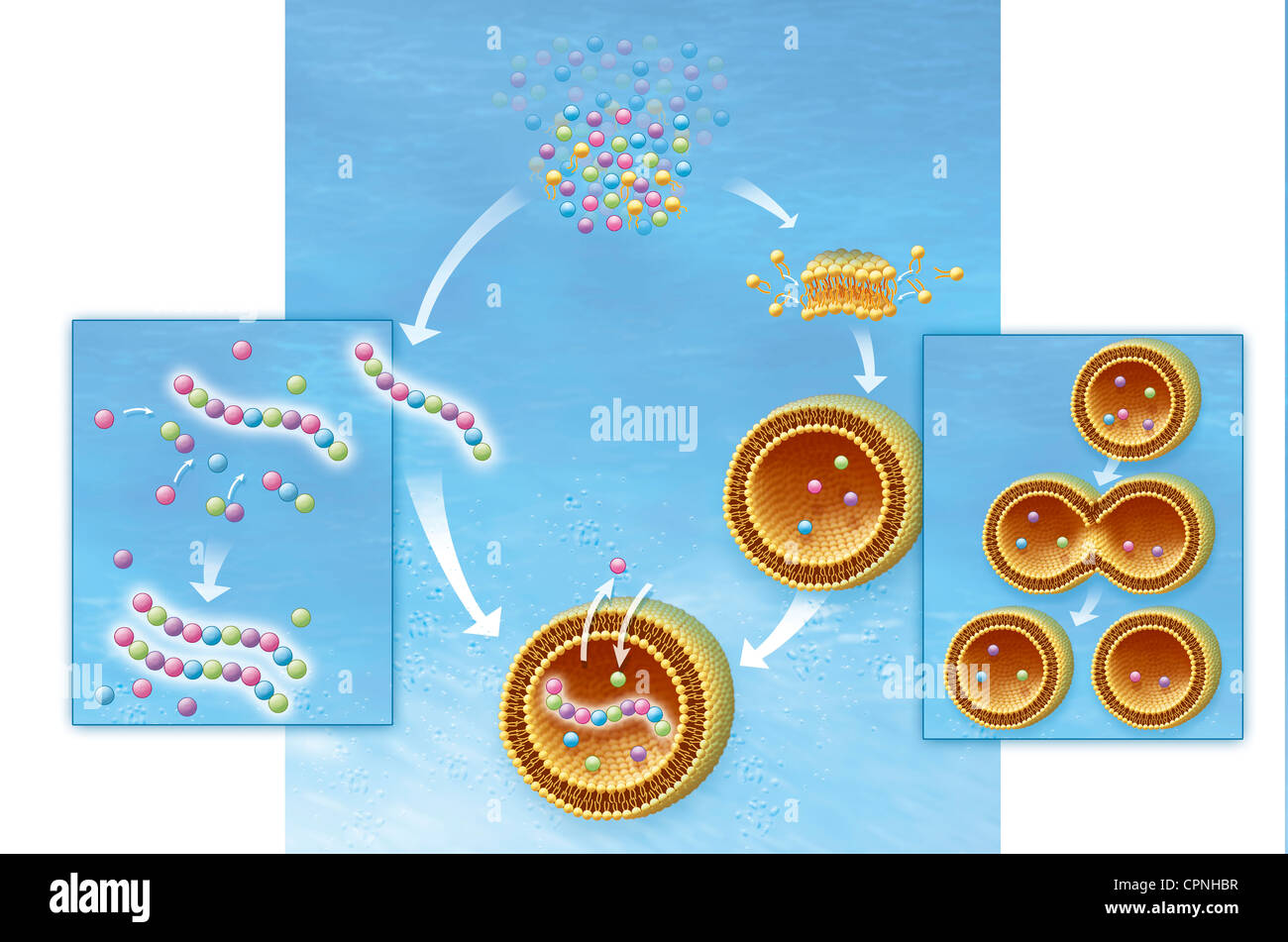 Cell life cycle hi-res stock photography and images - Alamy