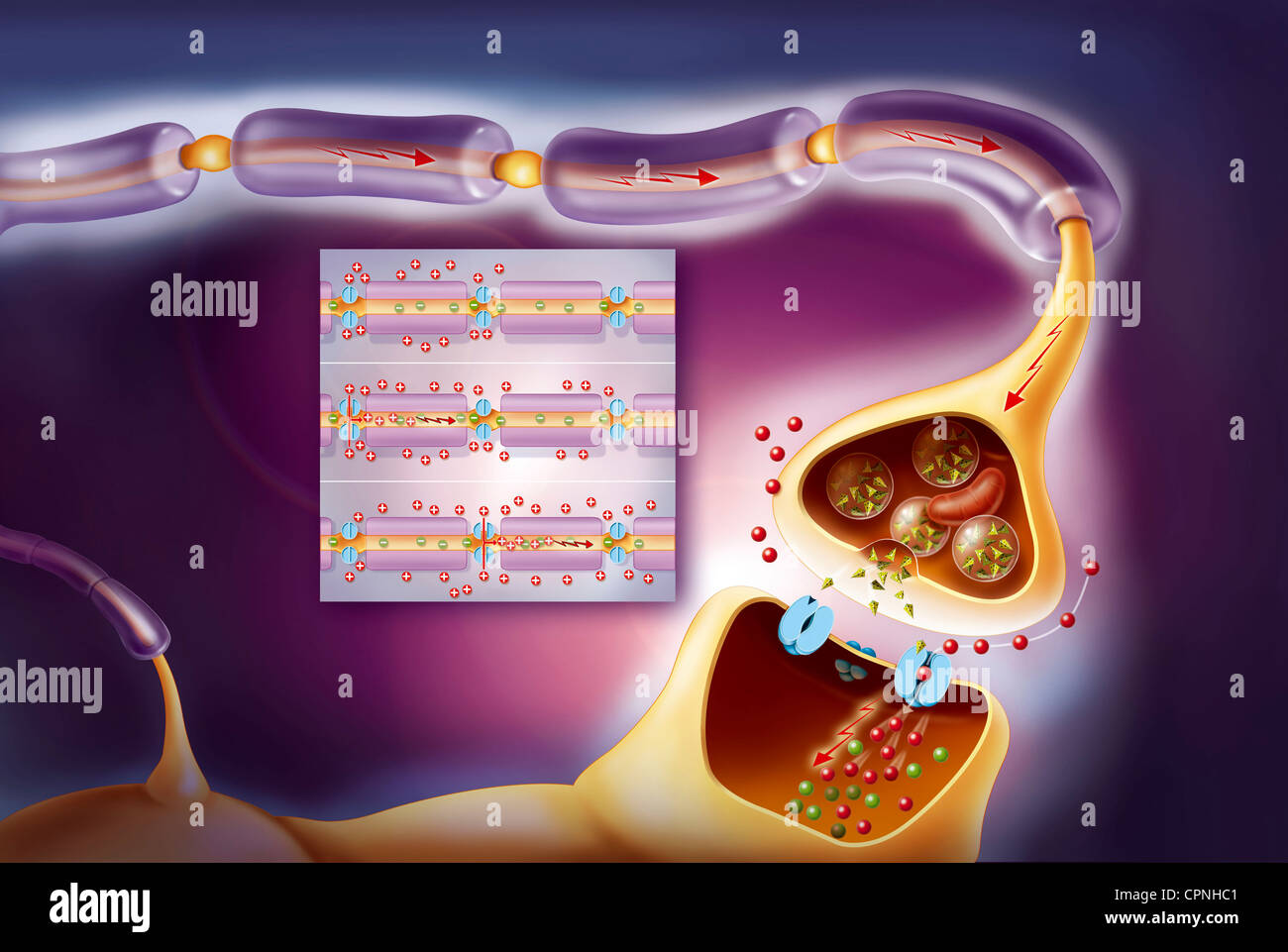 NERVE IMPULSE, DRAWING Stock Photo - Alamy