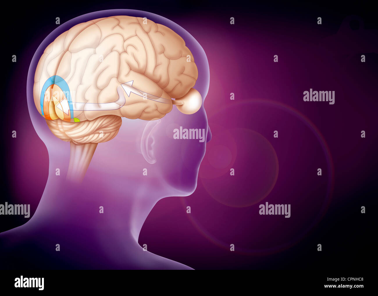 Sensorial visual hi-res stock photography and images - Alamy