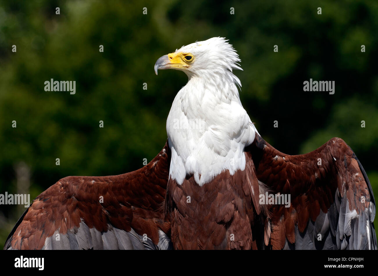 Closeup African fish eagle (Haliaeetus vocifer) front view and open ...
