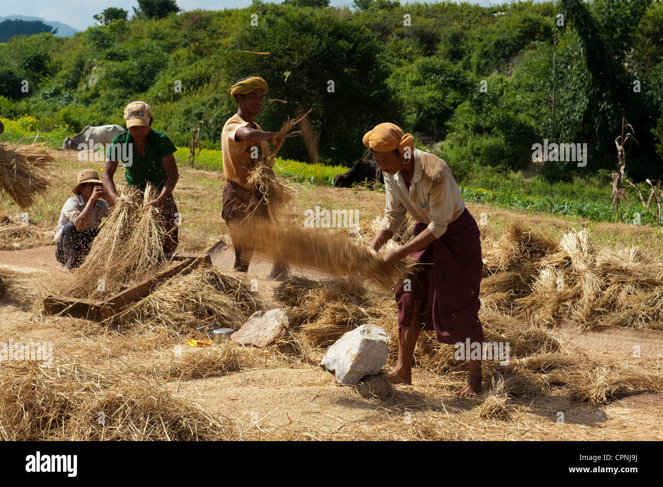 Farmers threshing hi-res stock photography and images - Alamy