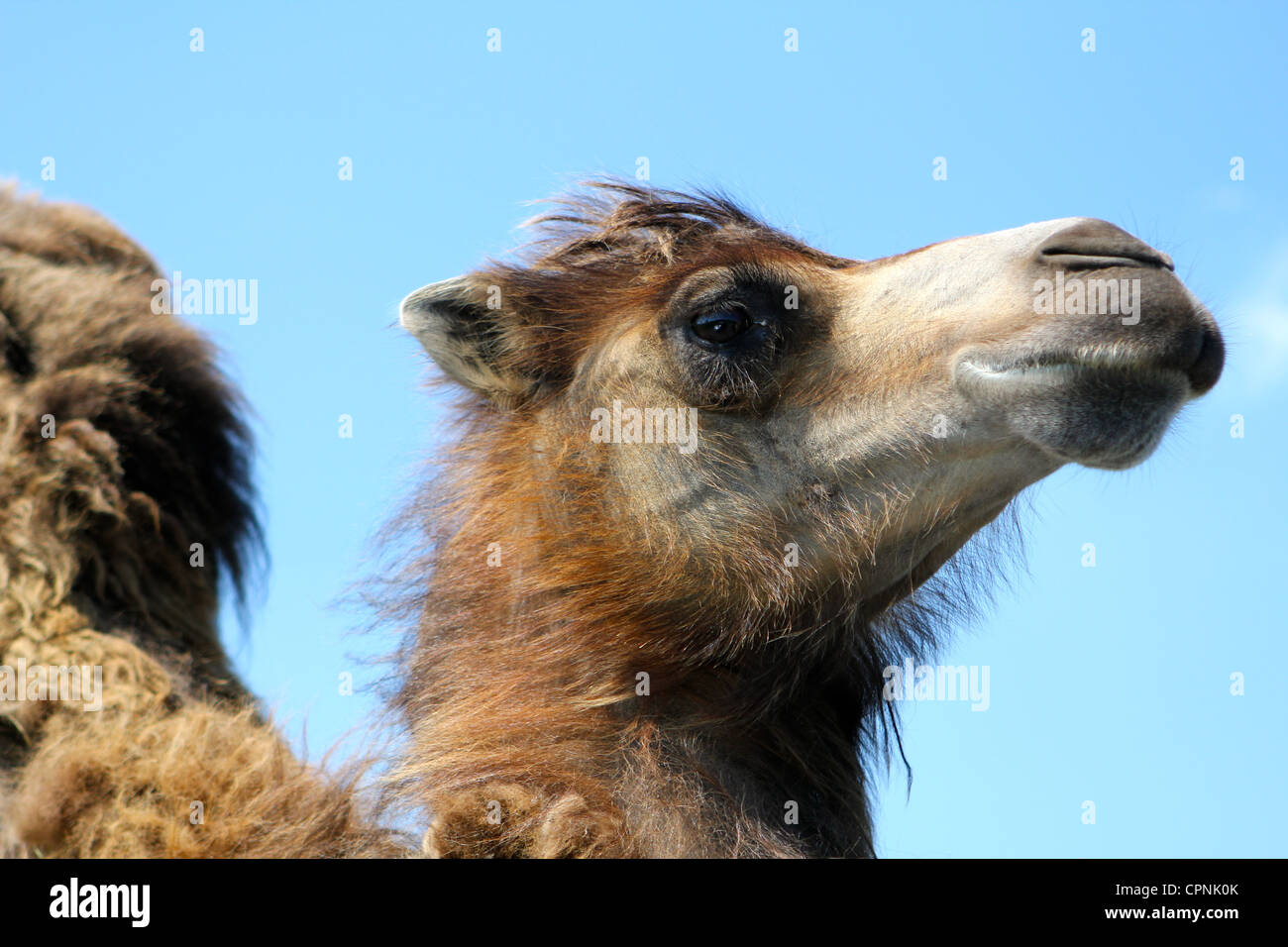 Bactrian camel at West Midlands Safari Park, Worcestershire, England ...