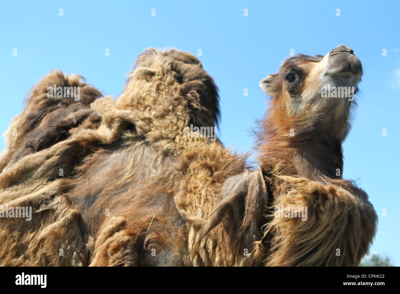 Bactrian camel at West Midlands Safari Park, Worcestershire, England ...