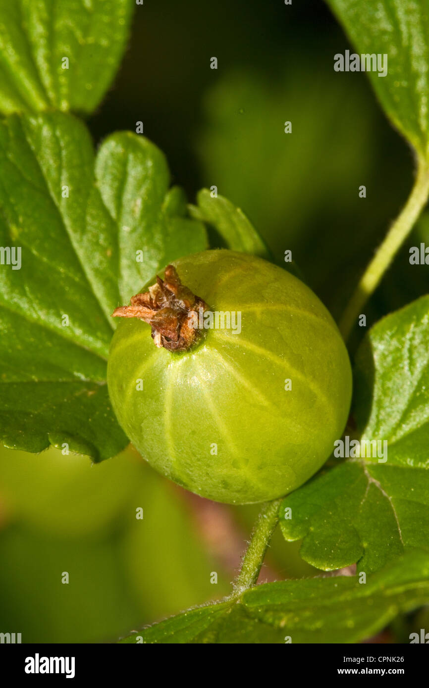 Single fruit hi-res stock photography and images - Alamy