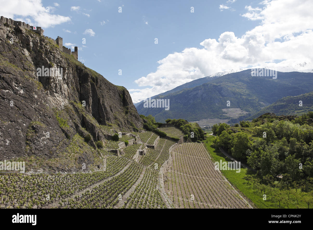 The castle ruins of Tourbillon in Sion, towers over wine terraces below ...