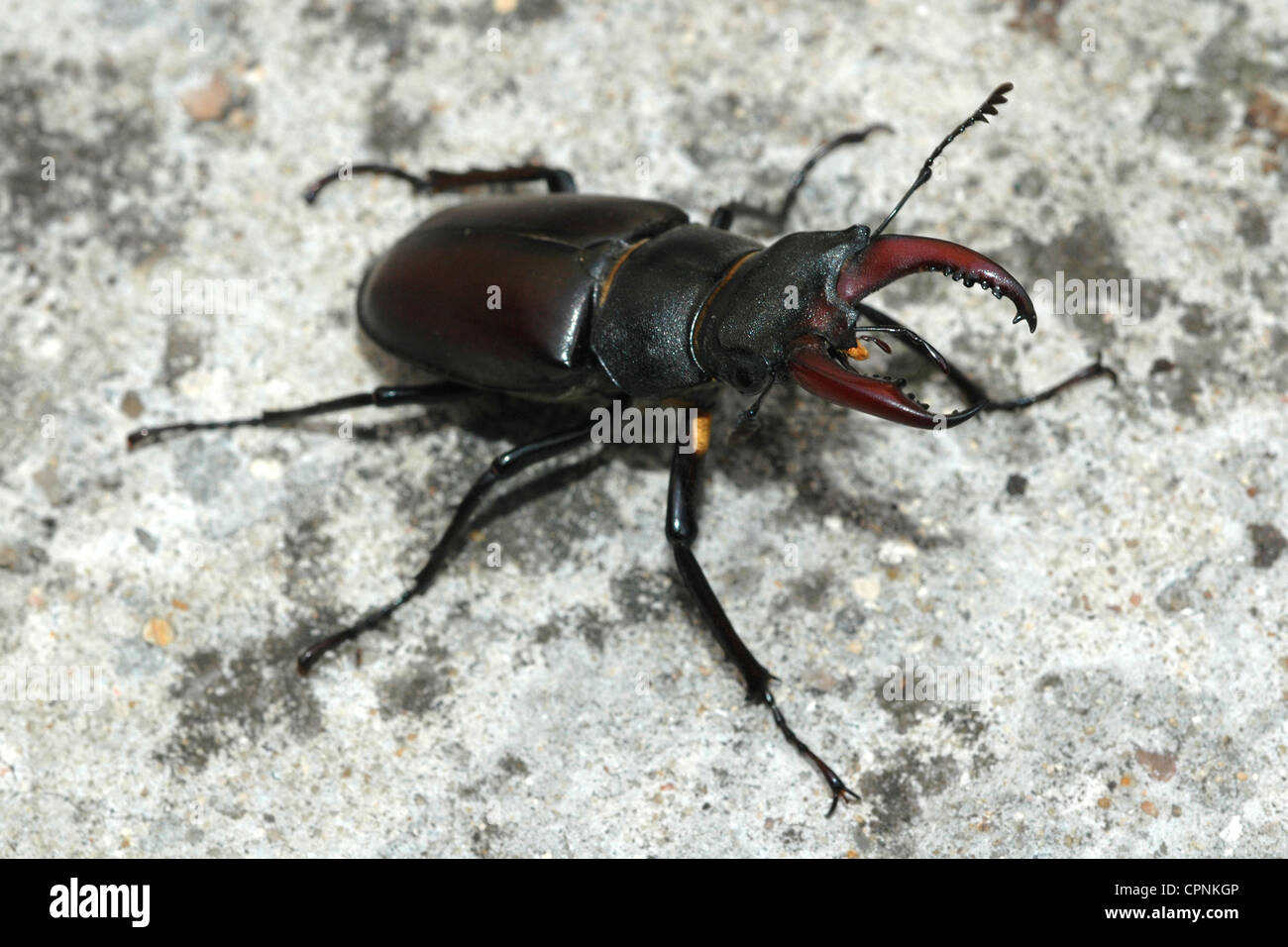 EUROPEAN STAG BEETLE Stock Photo - Alamy