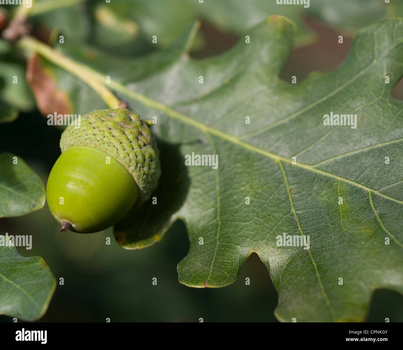 Cupulaceae hi-res stock photography and images - Alamy