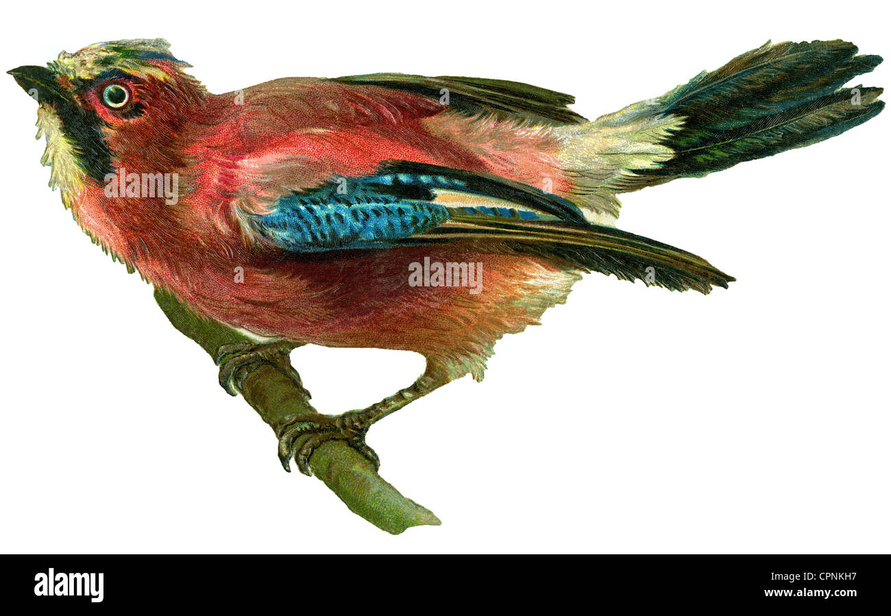 Eurasian jay feathers hi-res stock photography and images - Alamy