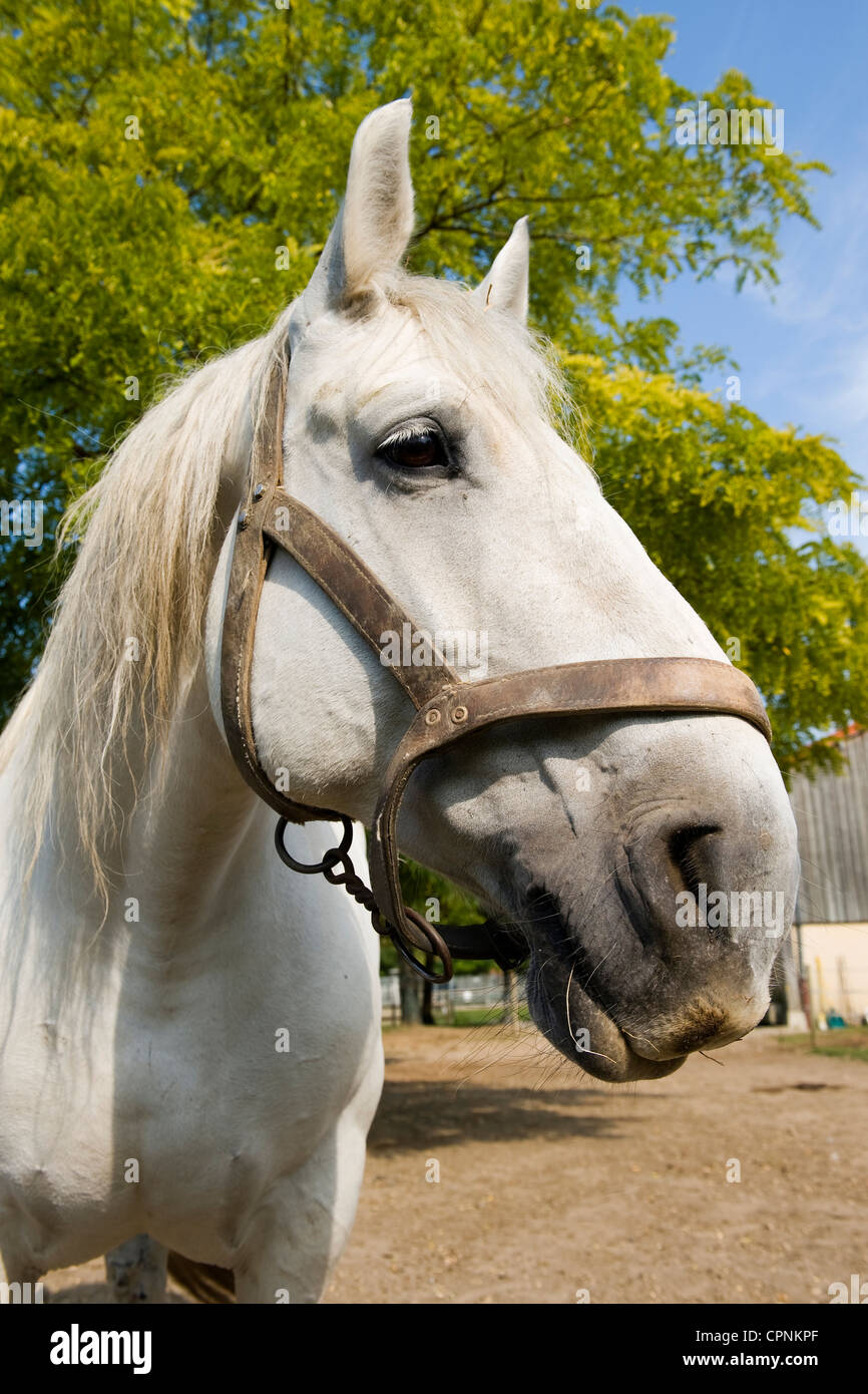 Mature animal equine equus horse hi-res stock photography and images ...