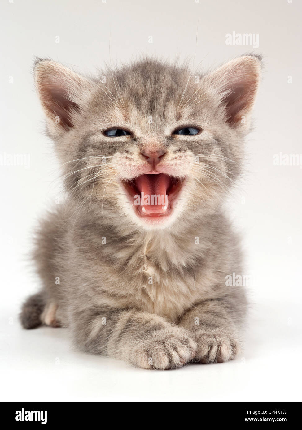 15 Kittens High Resolution Stock Photography and Images - Alamy