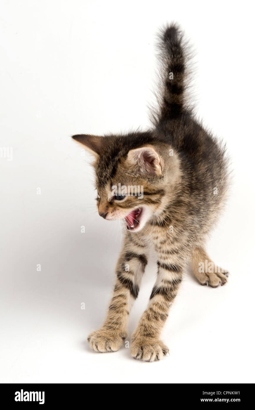 Spooked cat hi-res stock photography and images - Alamy