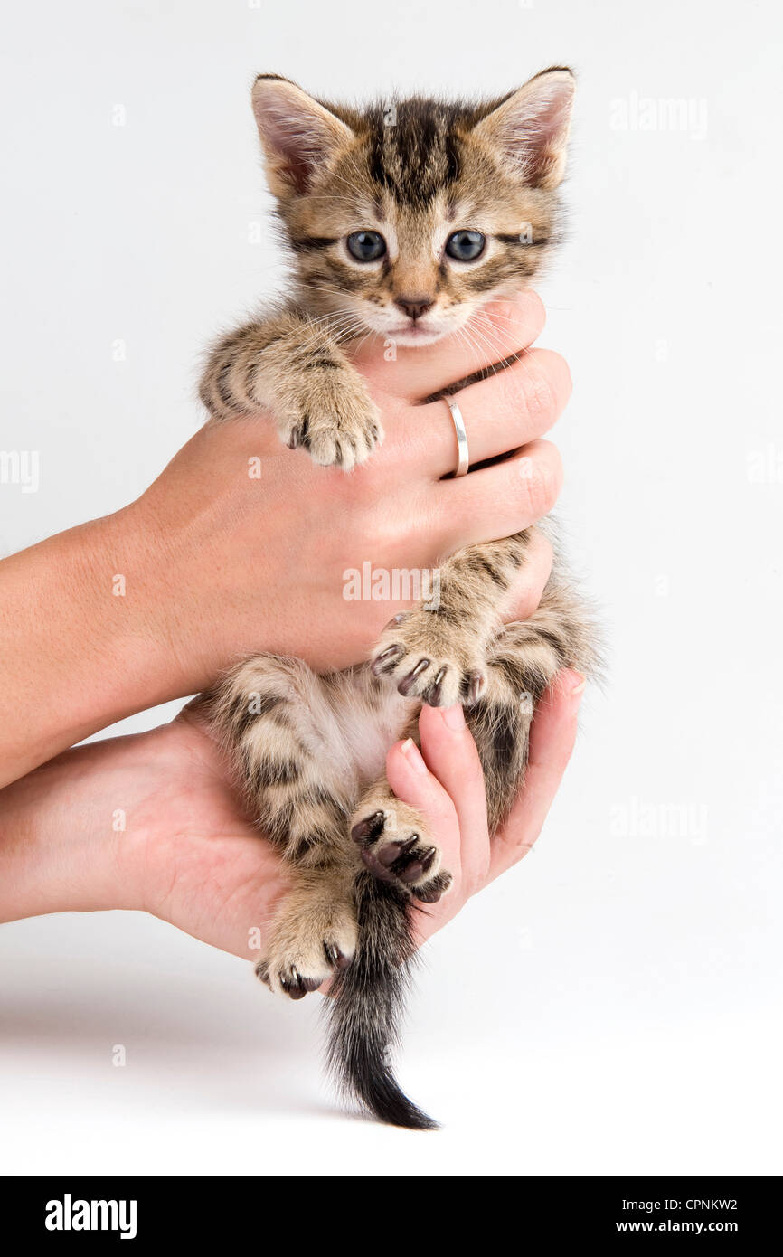 Cat 3 weeks old hi-res stock photography and images - Alamy