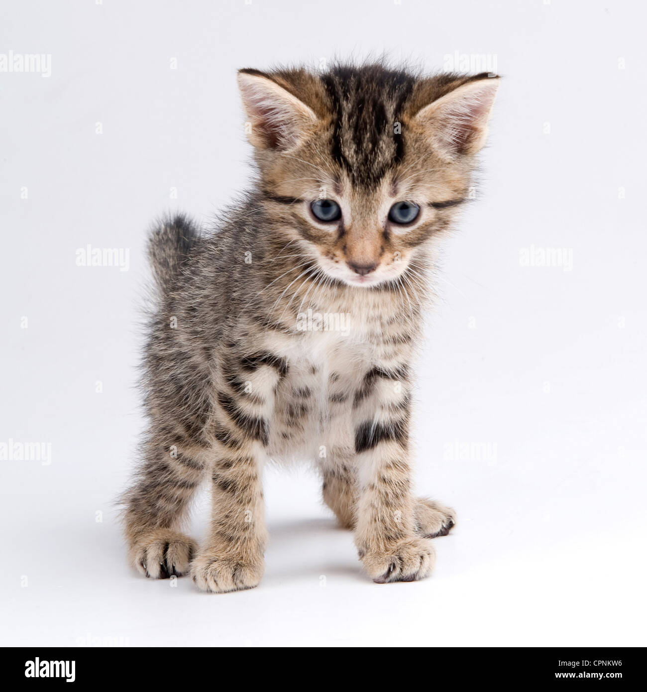 DOMESTIC CAT Stock Photo - Alamy