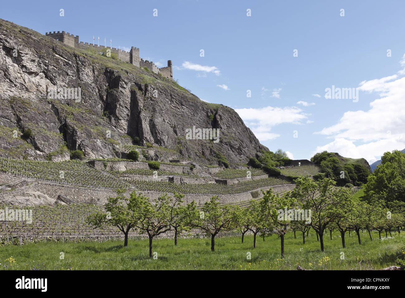The castle ruins of Tourbillon in Sion, towers over wine terraces below ...