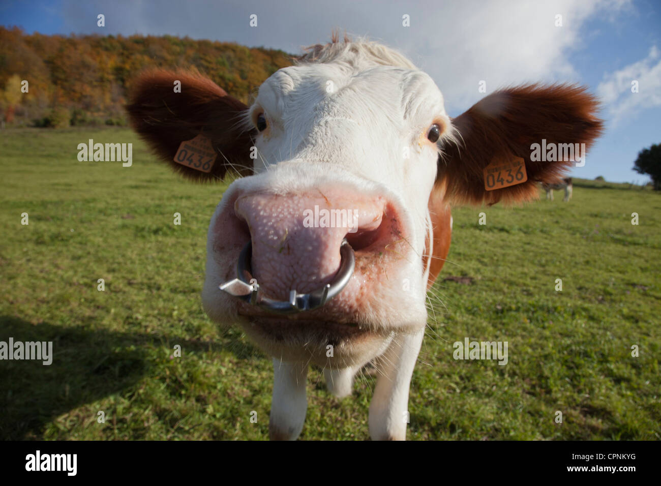 Montbeliard cow hi-res stock photography and images - Alamy