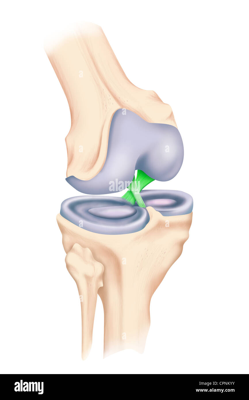 KNEE LIGAMENT, DRAWING Stock Photo - Alamy