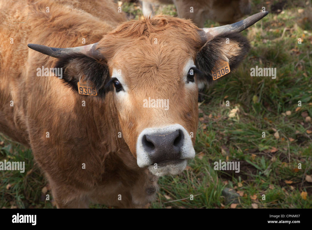 Detailed cow hi-res stock photography and images - Alamy