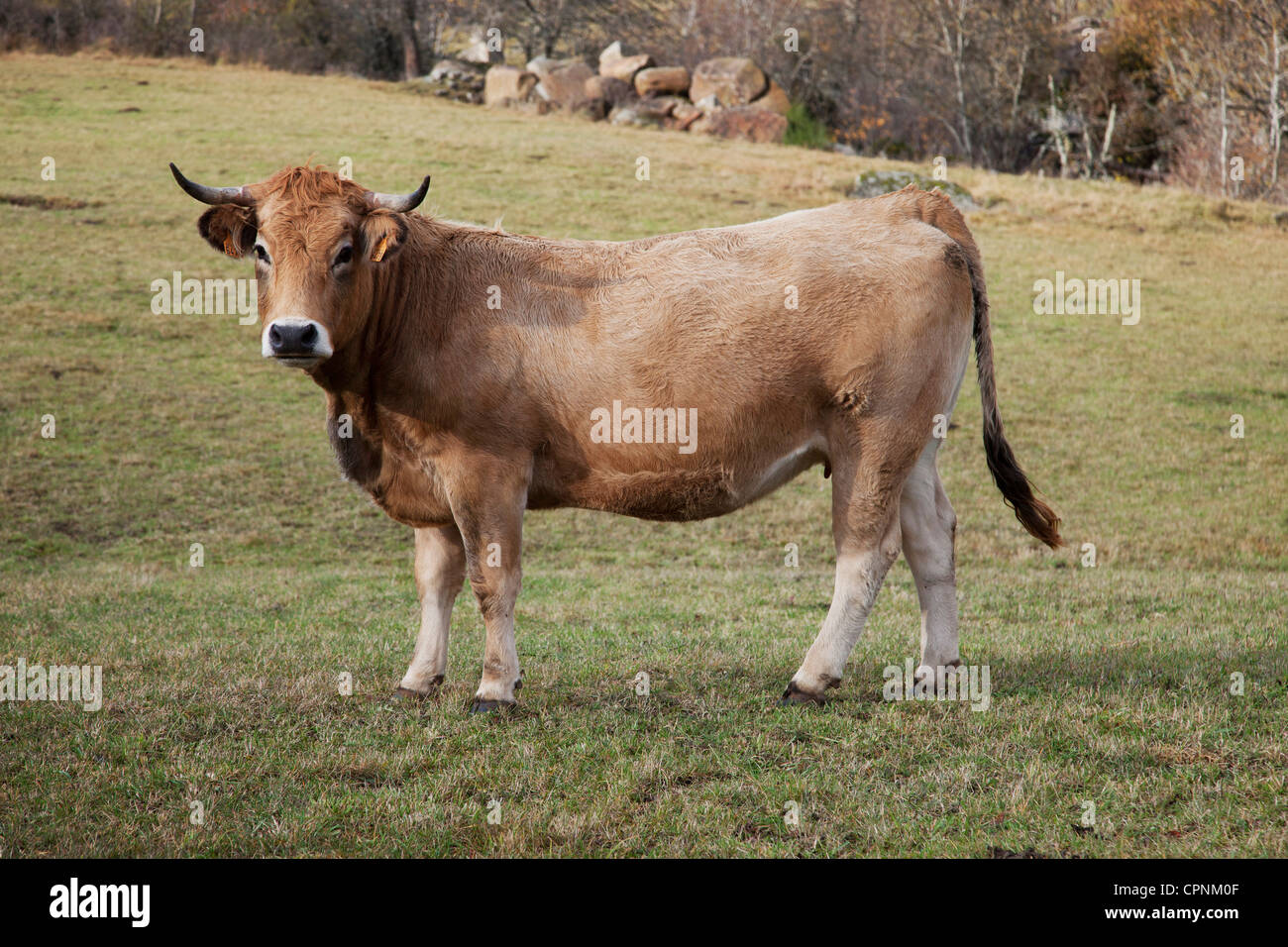 Detailed cow hi-res stock photography and images - Alamy