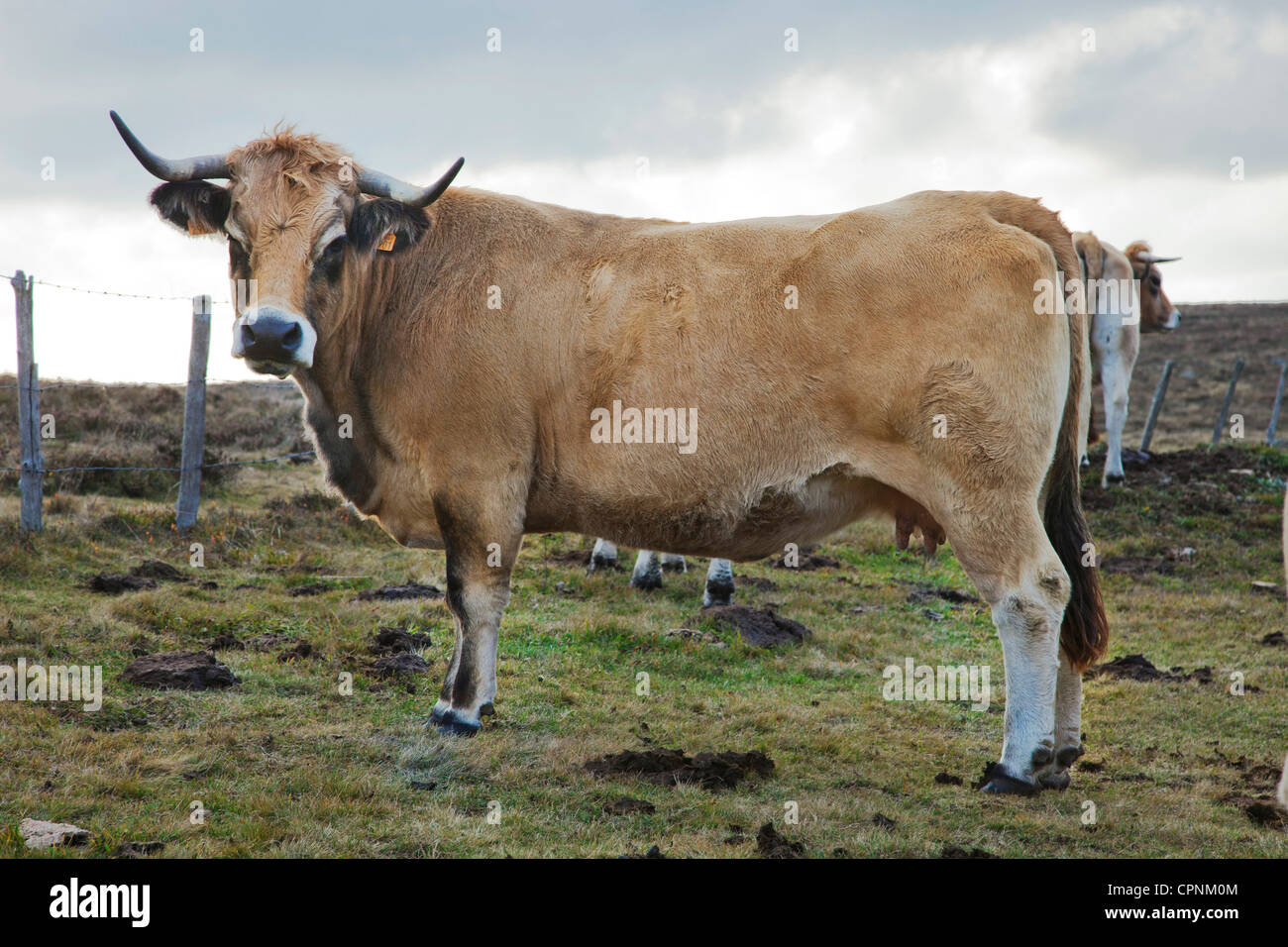 Detailed cow hi-res stock photography and images - Alamy
