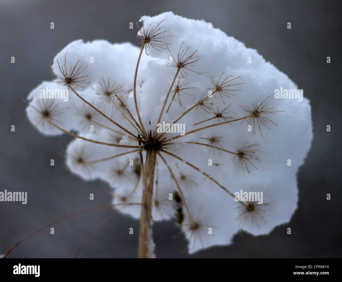 Snow covered cow parsley seed head Stock Photo - Alamy