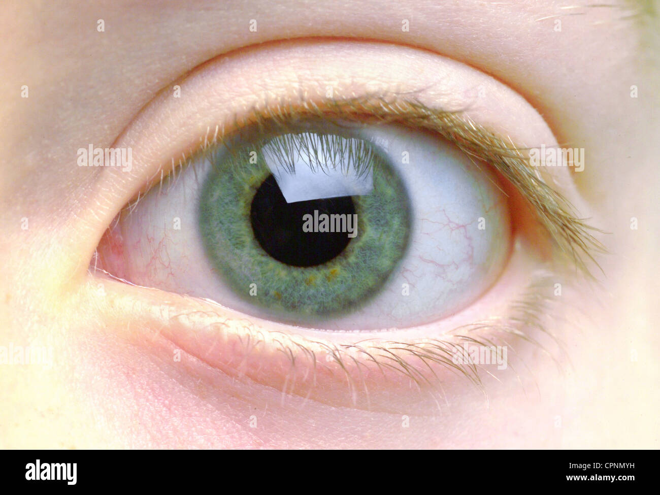 medicine, anatomy, eye of an 8-year-old girl, Germany, Additional ...